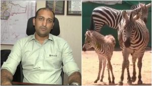 Zebra gives birth to calf at BBP - Public TV English