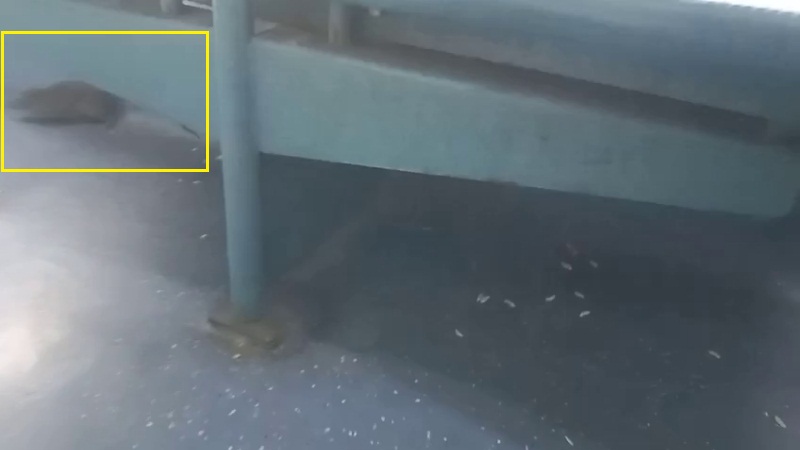 Rats in train compartments give passengers a tough time - Public TV English