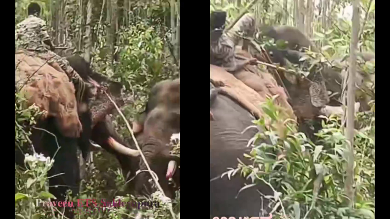 Viral video shows bleeding Dasara elephant Arjuna's last fight with ...