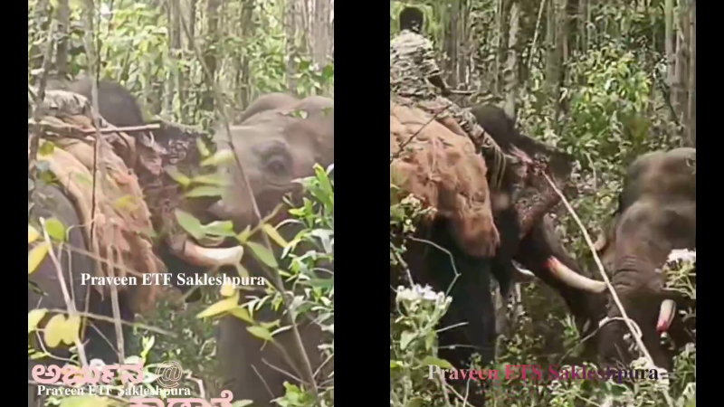 Viral video shows bleeding Dasara elephant Arjuna's last fight with ...