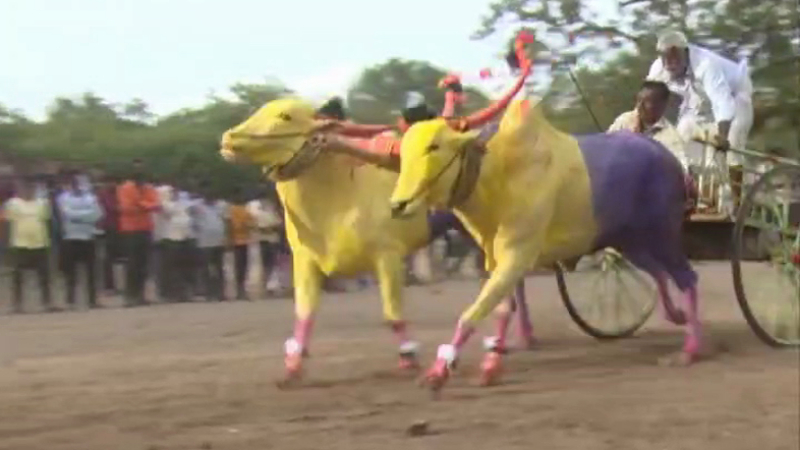 Bulls given electric shocks during races in Vijayapura - Public TV English