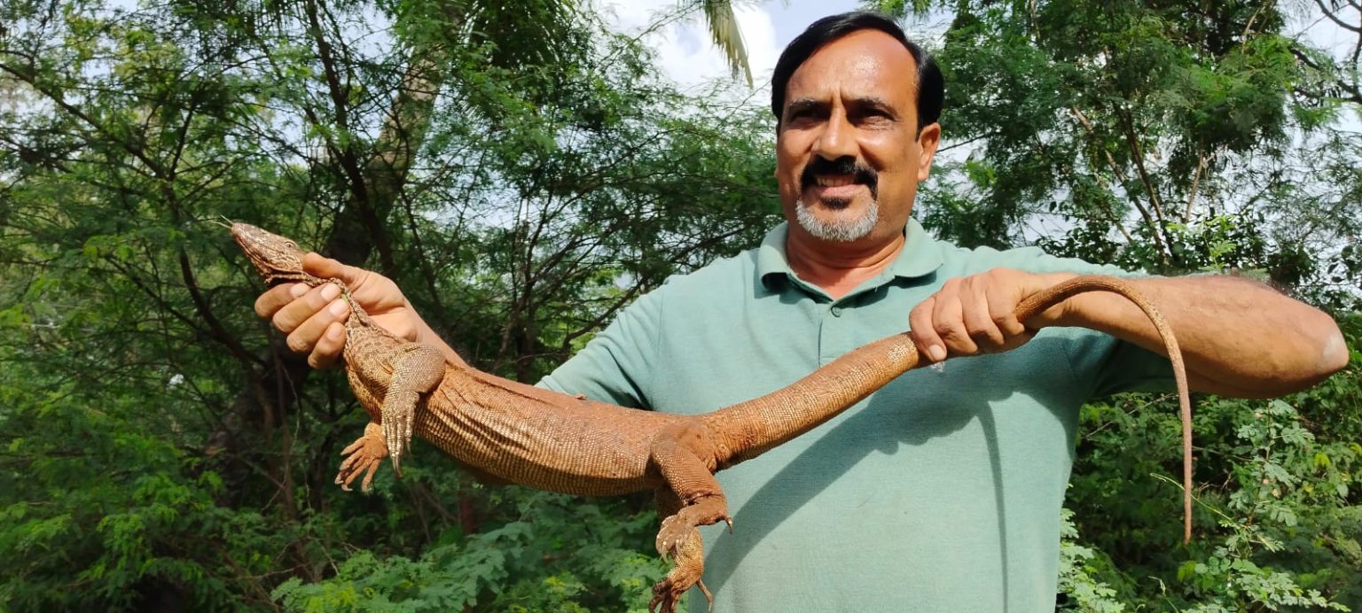 Tiger kills ox, leaves another injured in Gundlupet village; Monitor ...