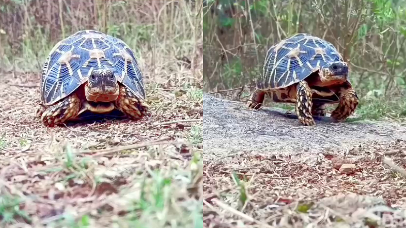 Rare star tortoise spotted in Male Mahadeshwara reserve forest - Public ...