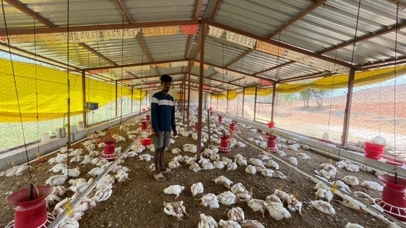 3,000 chickens die at poultry farm in Harapanahalli village, poisoning ...
