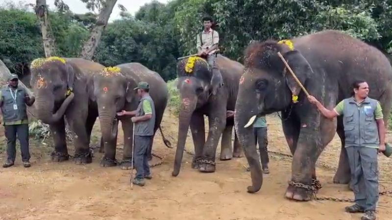 Four elephants from Bannerghatta National Park head to Himeji Central ...